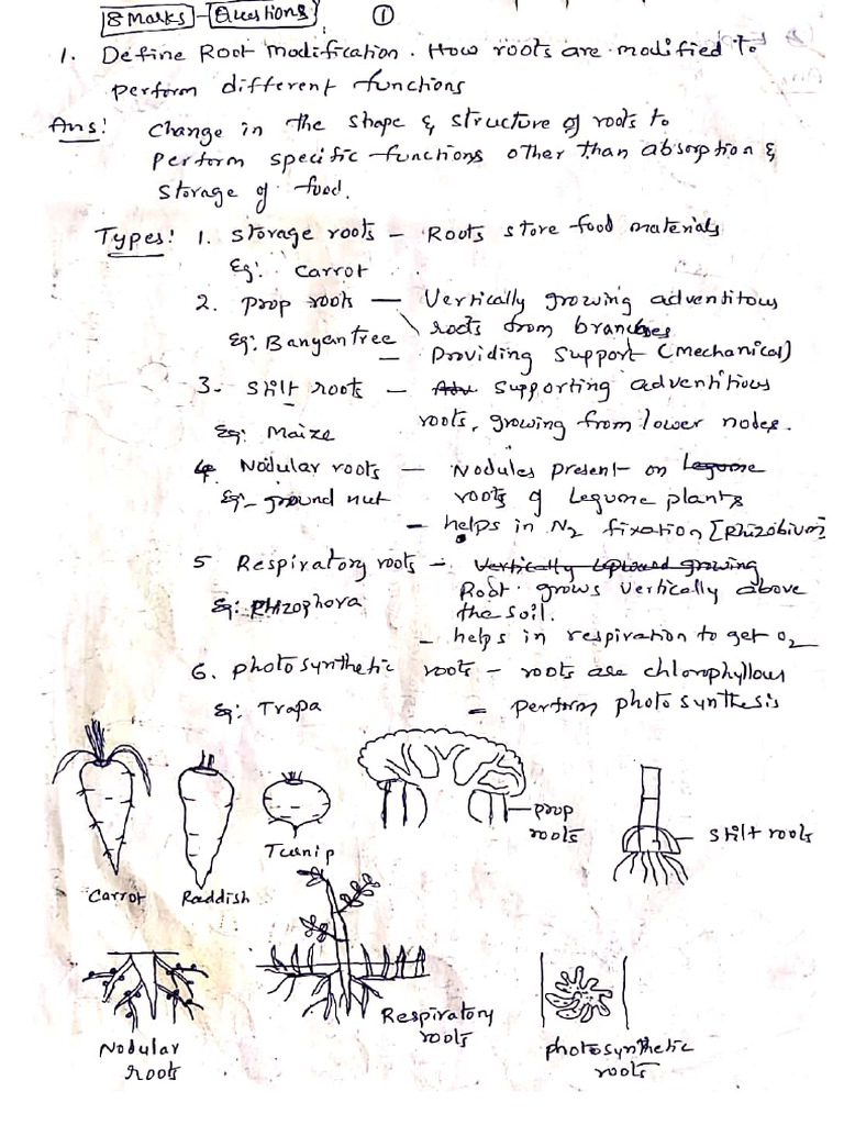 Jr.bi.P.C Botany Material | PDF