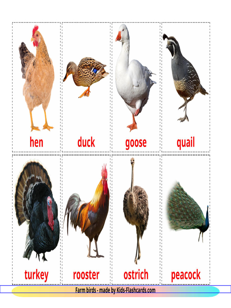 Free Printable Farm Birds Flashcards | PDF