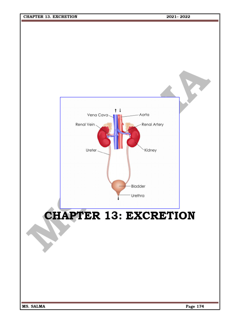 Excretion | PDF | Kidney | Organ (Anatomy)