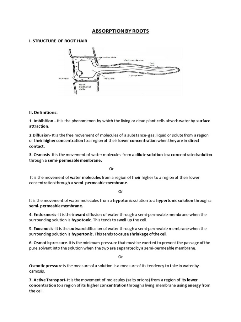 ABSORPTION BY ROOTS-CLASS 10 NOTES | PDF | Osmosis | Applied And ...
