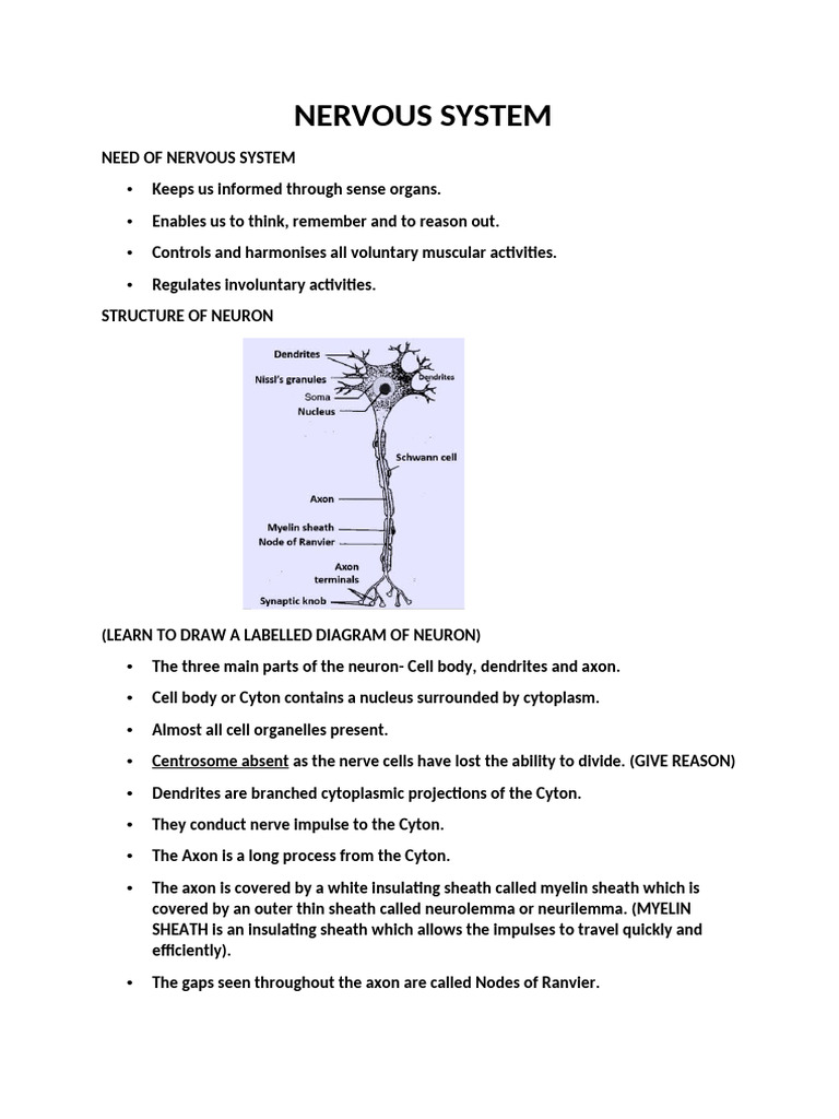 Class 10 Nervous System- Key Points (1) | PDF | Autonomic Nervous ...