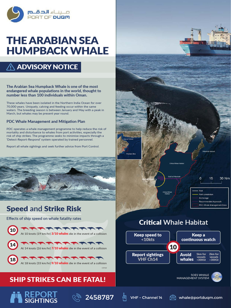 Duqm Whale Poster Revised 1 | PDF | Whales | Marine Mammals