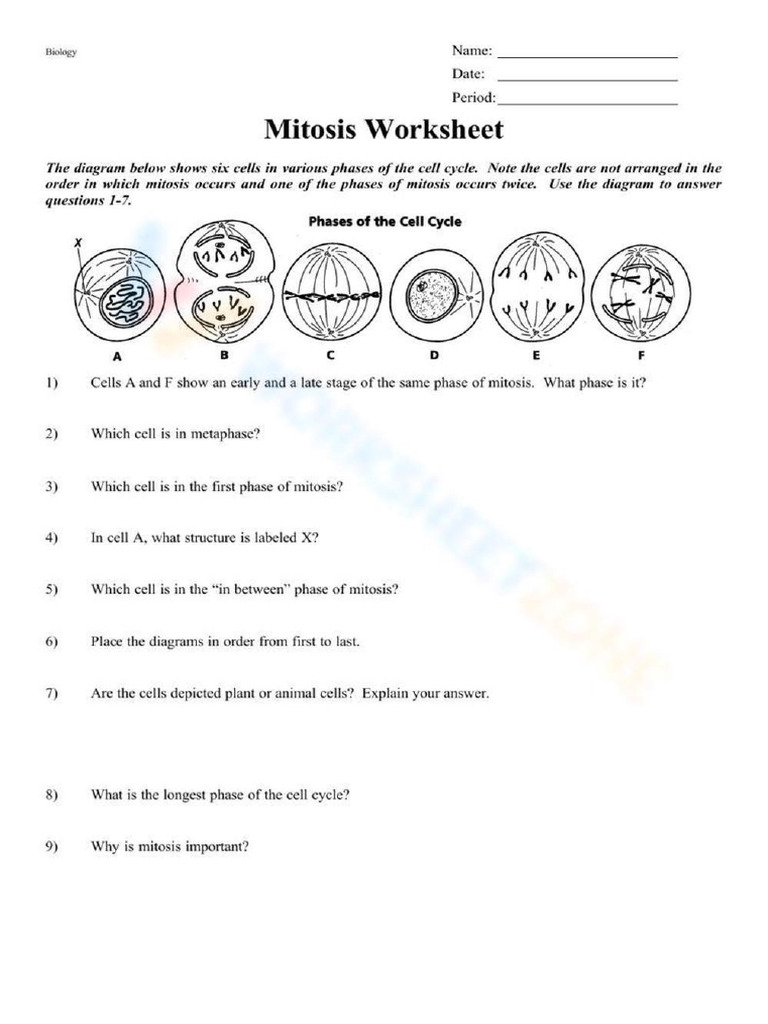 Mitosis Worksheet | PDF