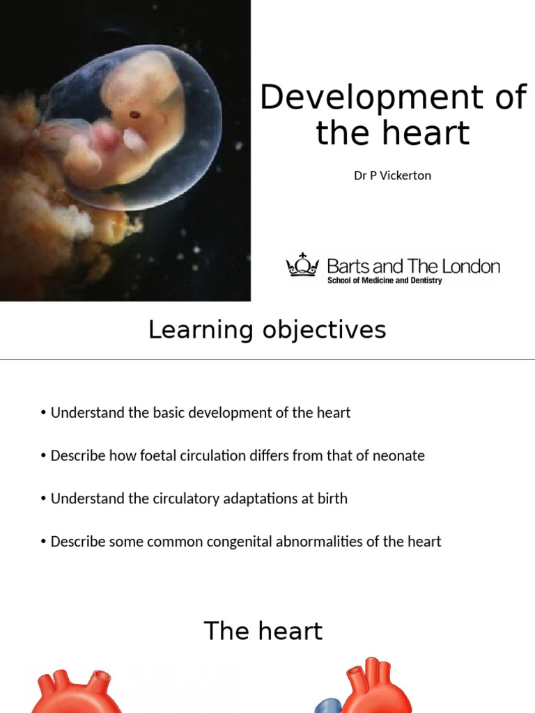 Development of The Heart - Student | PDF | Atrium (Heart) | Congenital ...