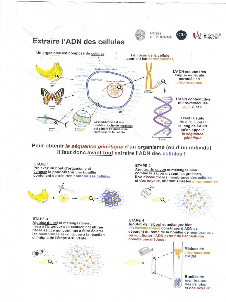 Extraction Adn Banane | PDF