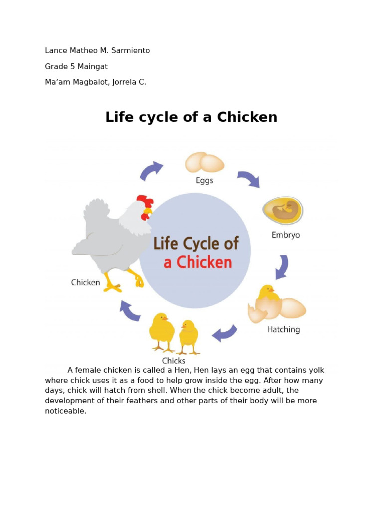 Chicken Life Cycle Explained | PDF