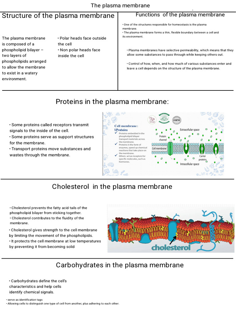 Bio | PDF | Cell Membrane | Biophysics