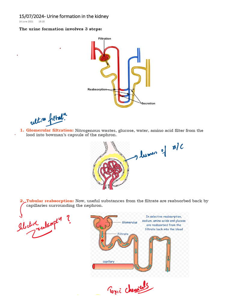 Urine Formation in The Kidney | PDF | Kidney | Urinary System