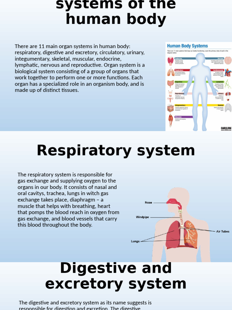 Systems of The Human Body | PDF | Human Body | Human Digestive System