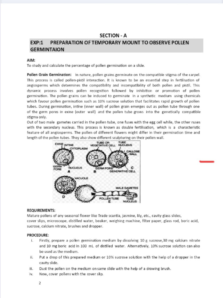 Experiment Bio | PDF | Mitosis | Chromosome