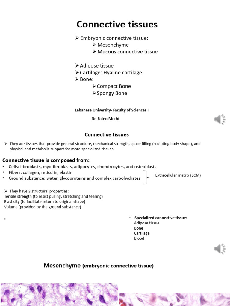 Session 6-Connective Tissus | PDF | Connective Tissue | Bone