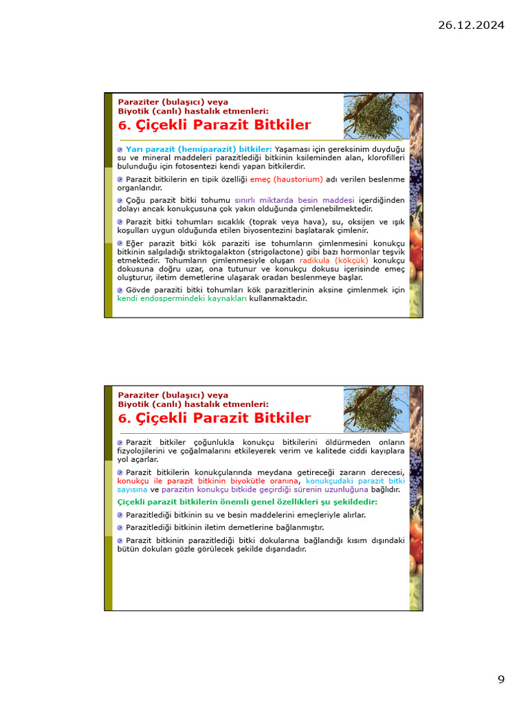 Fitopatoloji-Çiçekli Parazit Bit - 2 | PDF