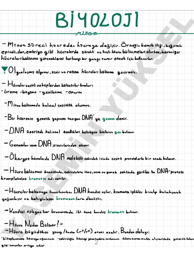 10.Sinif Biyoloji Mitoz Bolunme Ders Notu | PDF