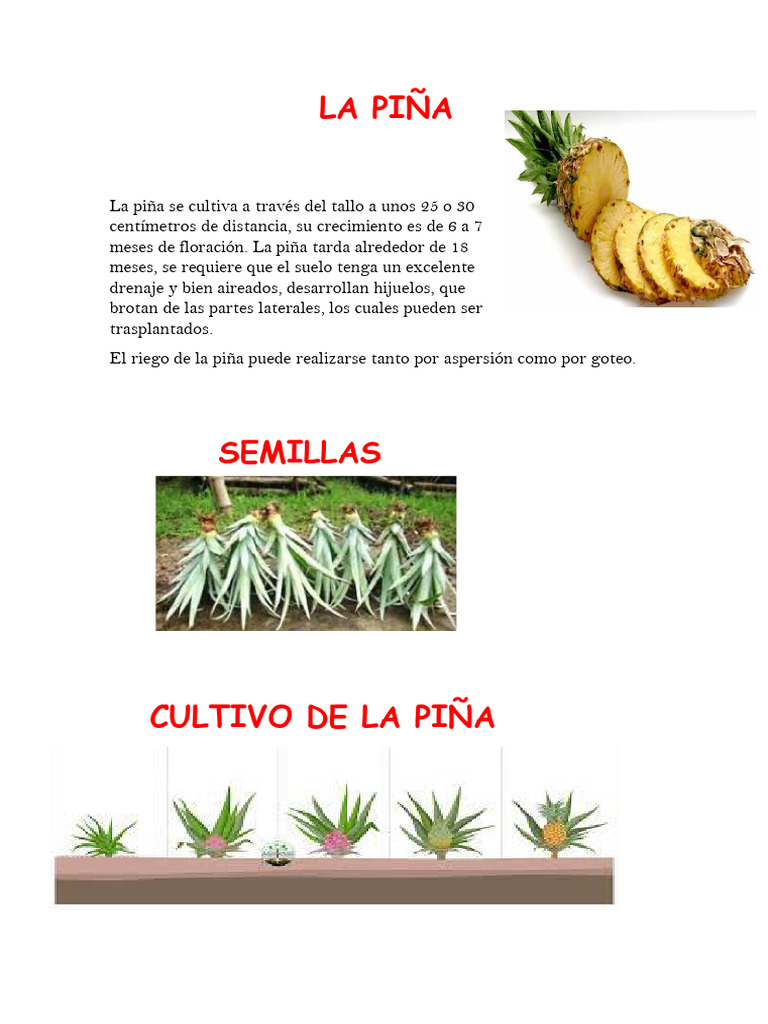 Cultivo y partes de la piña | PDF