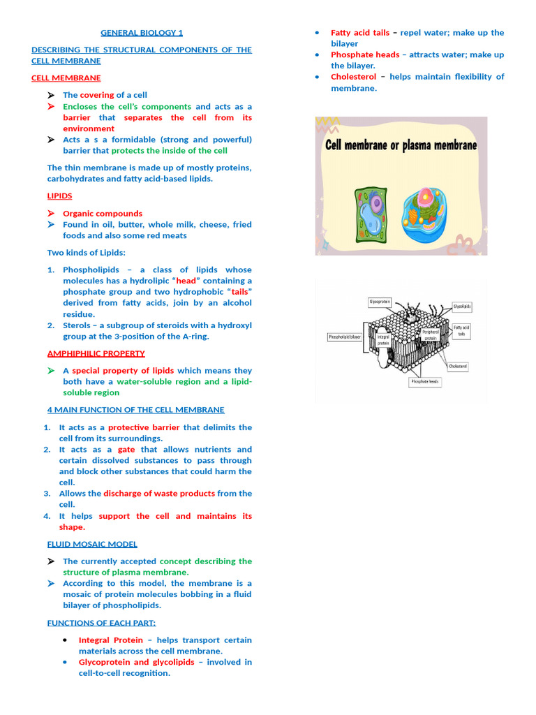 STRUCTURAL-COMPONENTS-OF-A-CELL-MEMBRANE (1) | PDF