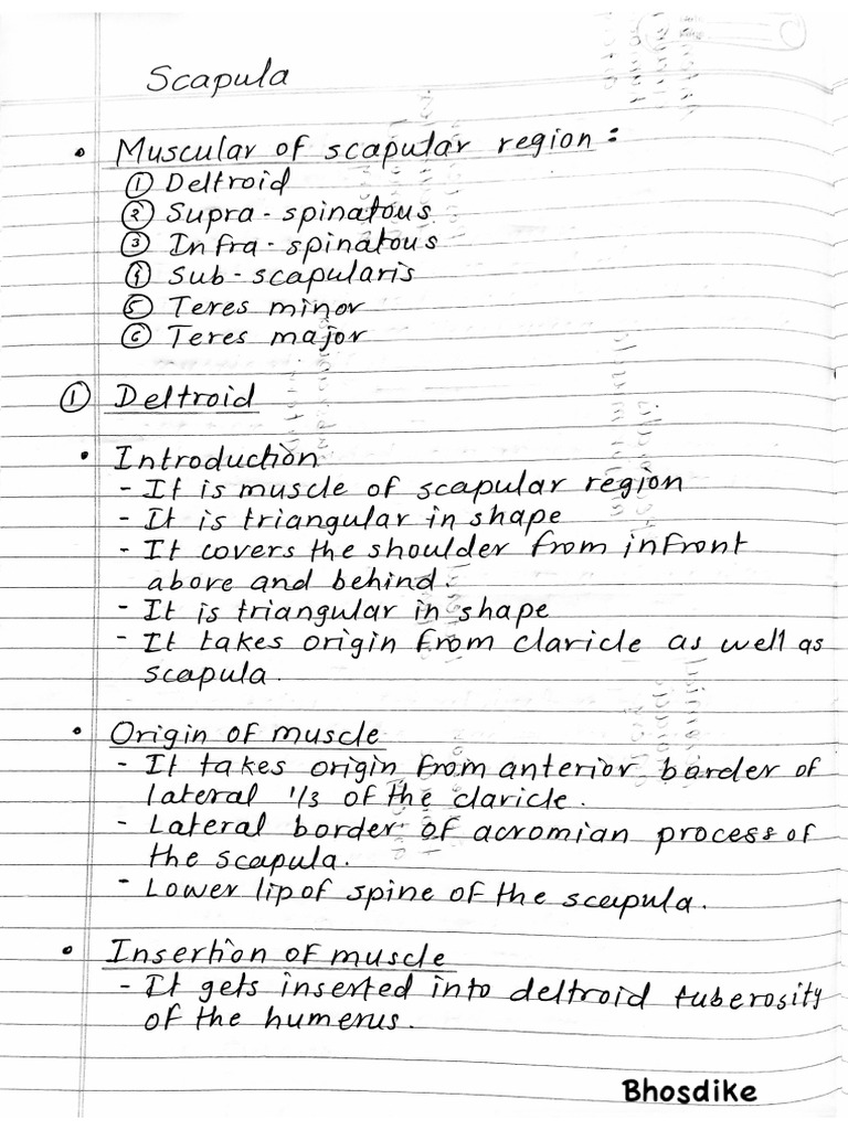 Muscles Of Scapular Region Pdf