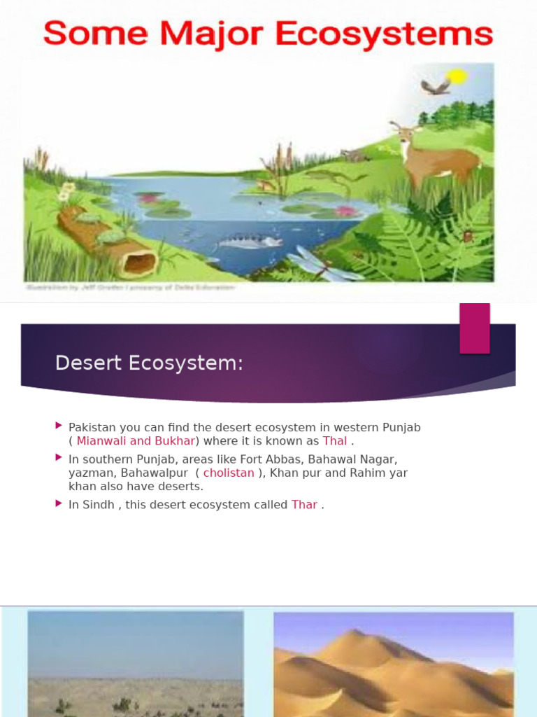 Desert ecosystem | PDF | Desert | Natural Environment