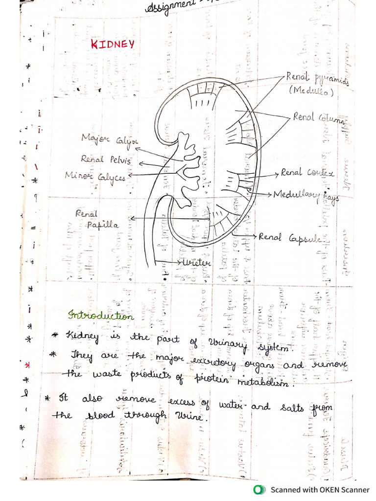 Kidney | PDF