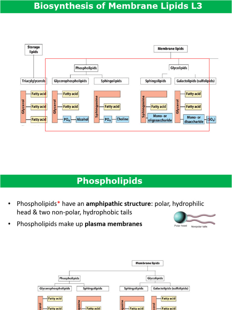 Biosynthesis of Membrane Phospholipids l3 | PDF | Lipid | Phospholipid