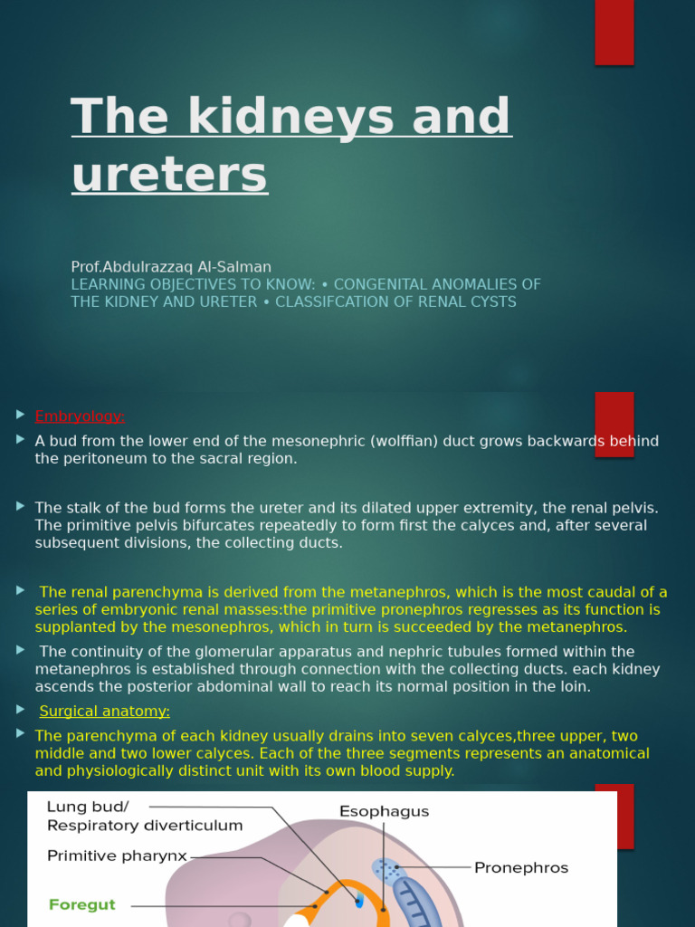 The Kidneys and Ureters | PDF | Kidney | Organ (Anatomy)