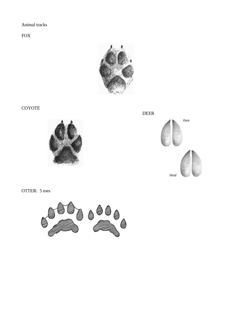 Identifying Animal Tracks Guide | PDF