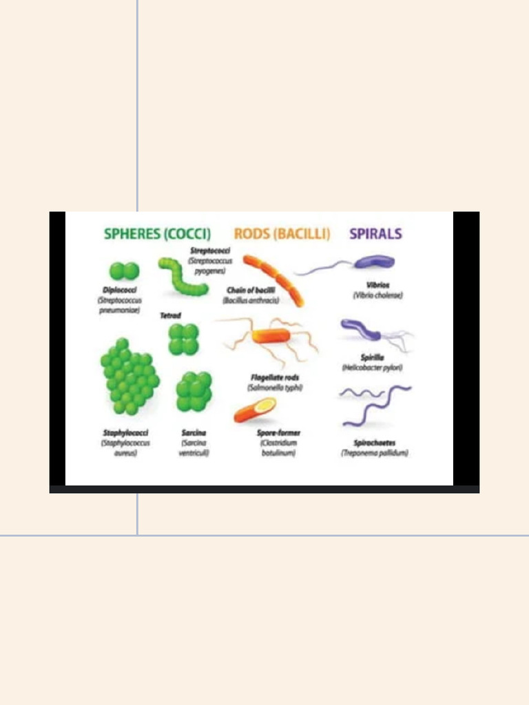 Types des différentes bactéries | PDF