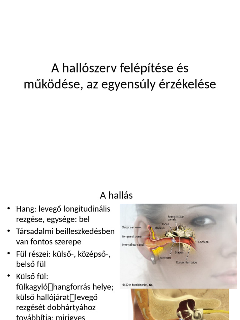 A Hallószerv Felépítése És Működése, Az Egyensúly | PDF