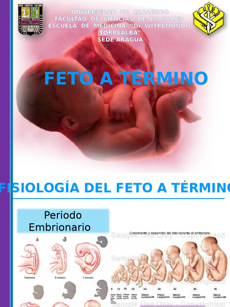 Fisiologia Del Feto | PDF | Feto | Hemoglobina