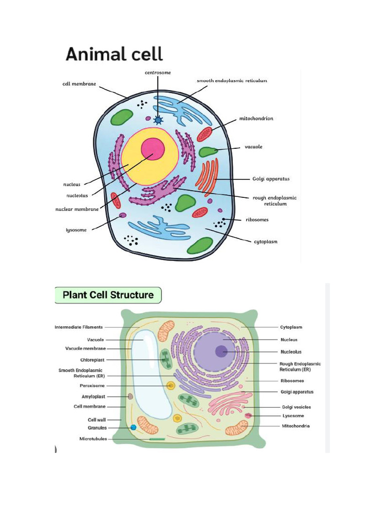 Cell Drawing | PDF