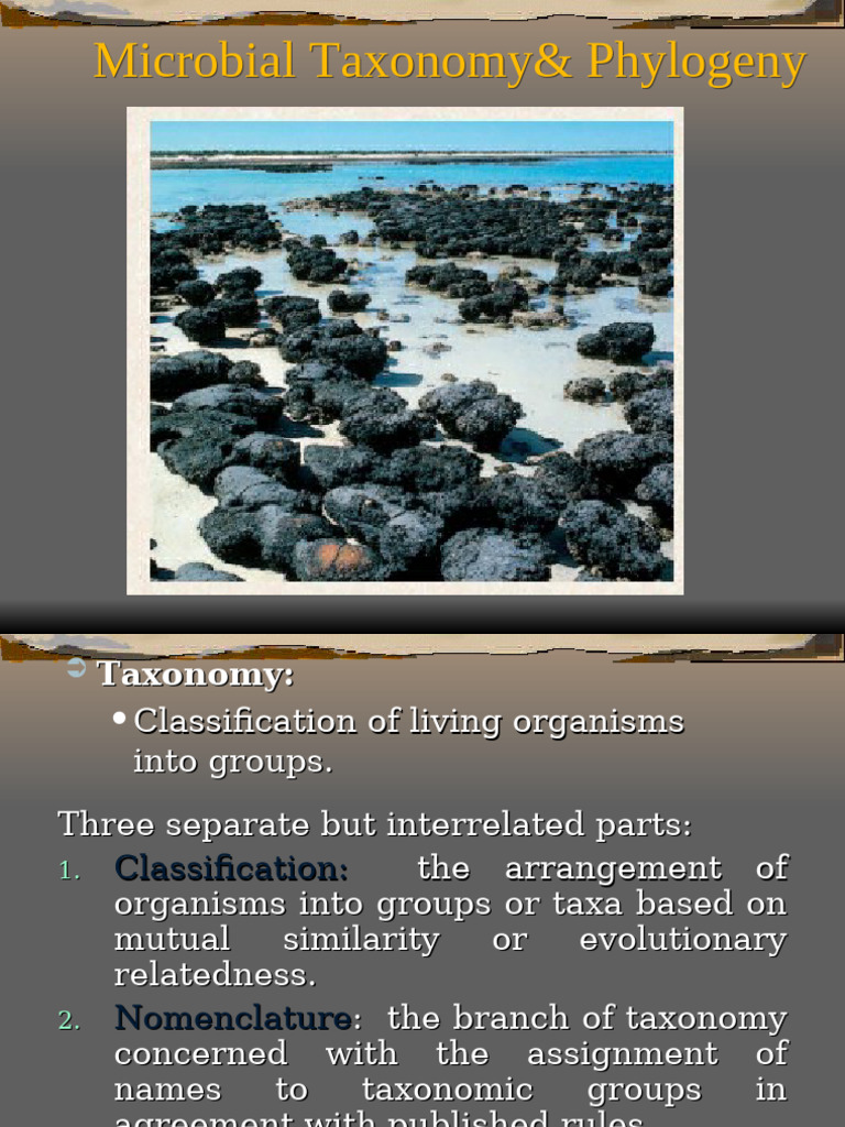 Micro Taxonomy | PDF | Ribosomal Rna | Taxonomy (Biology)