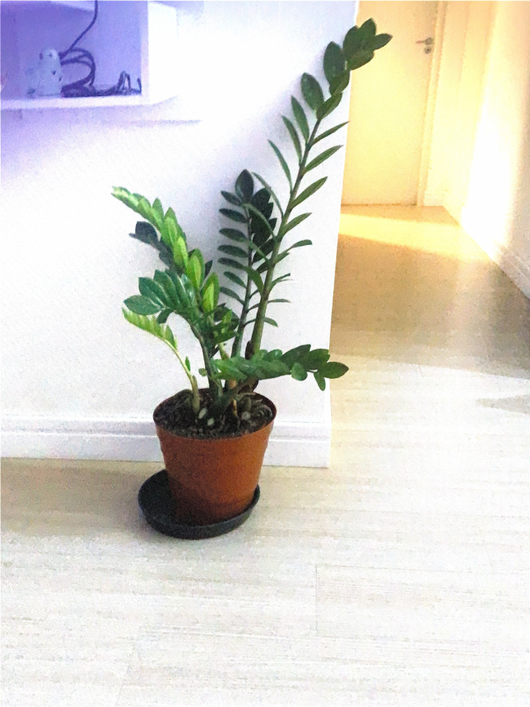 Planta | PDF