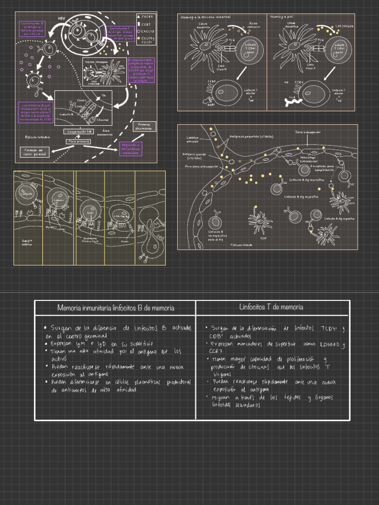 Mémoire immunitaire : lymphocytes B et T | PDF