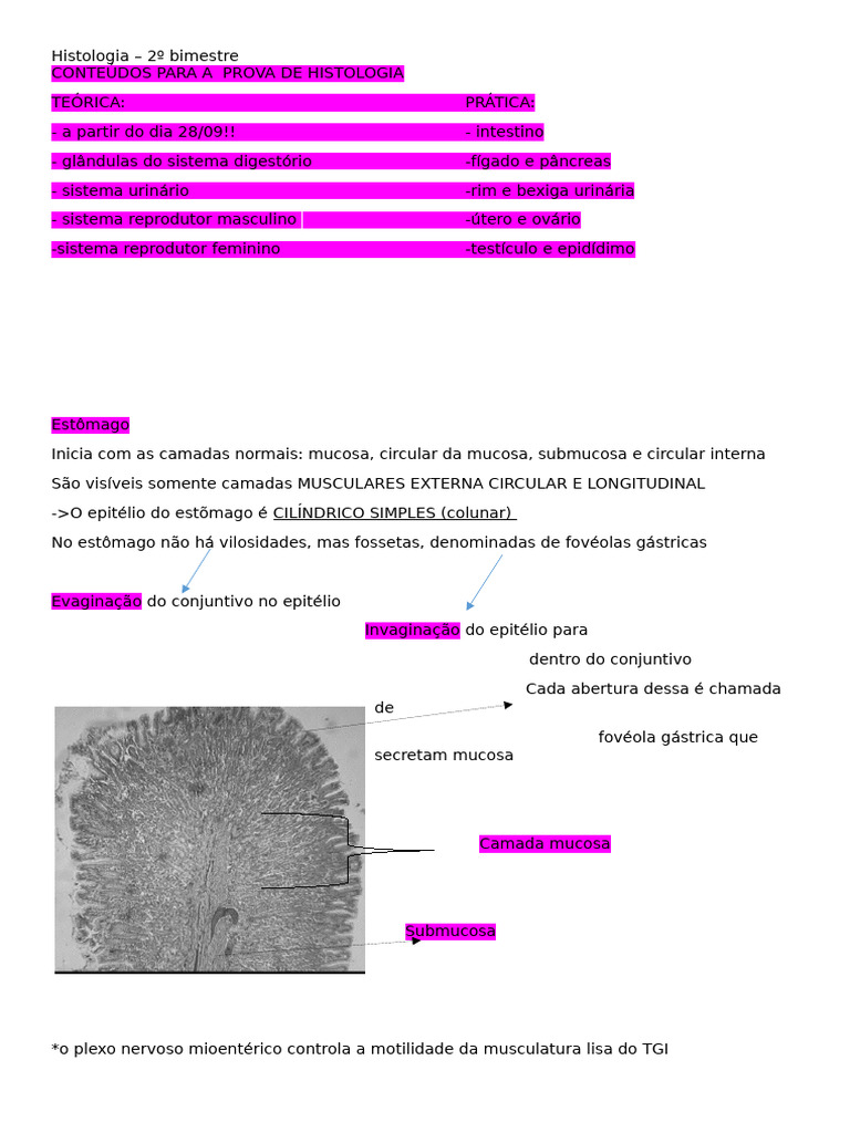 Histologia 2o Bimestre | PDF | Rim | Fígado