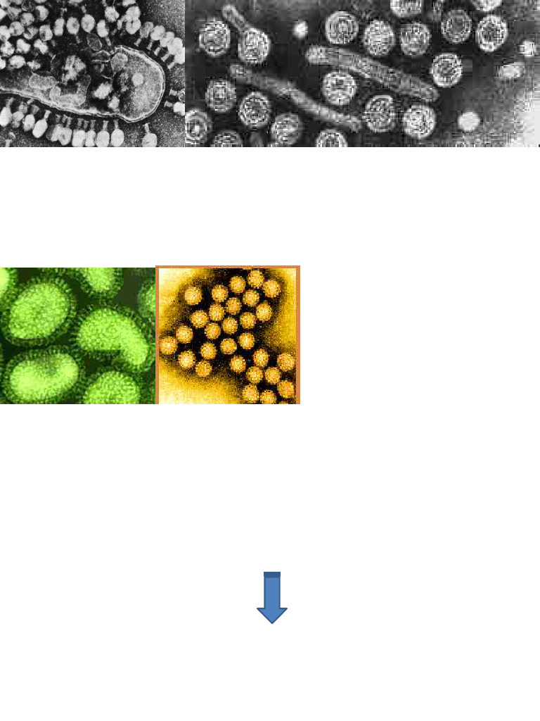 Entendendo os Vírus: Estrutura e Propriedades | PDF | Vírus | Biologia