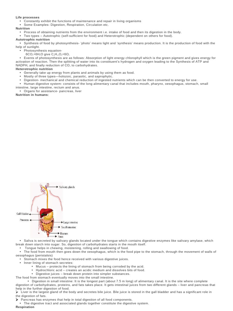 Life processes | PDF | Digestion | Cellular Respiration