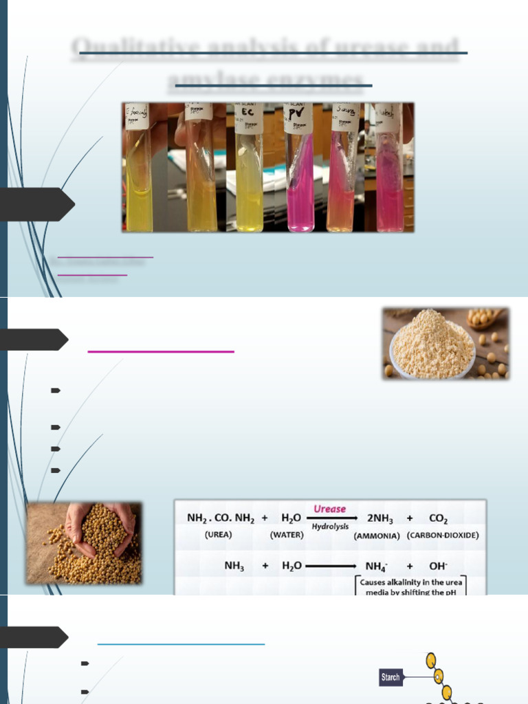 Qualitative Analysis of Urease and Amylase Enzymes-1 | PDF