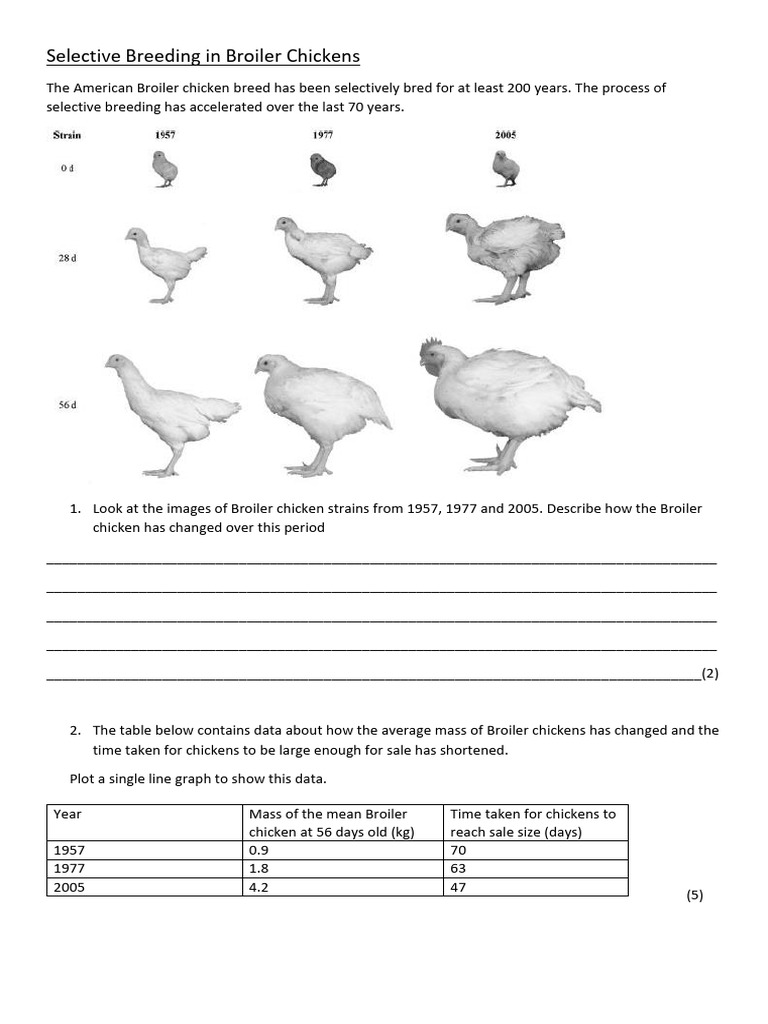Selective Breeding in Broiler Chickens Task | PDF | Selective Breeding | Broiler