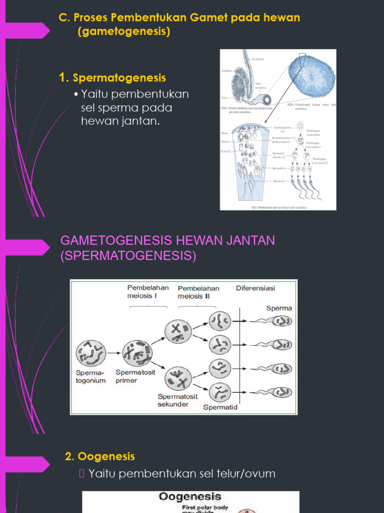 Bab 4 Pembelahan Sel - Gametogenesis | PDF
