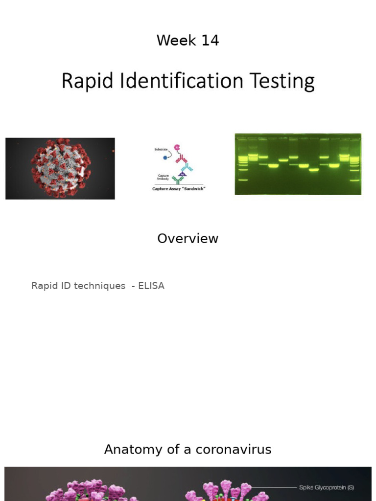 Micro Lab 12 Fall24 L03L04 | PDF