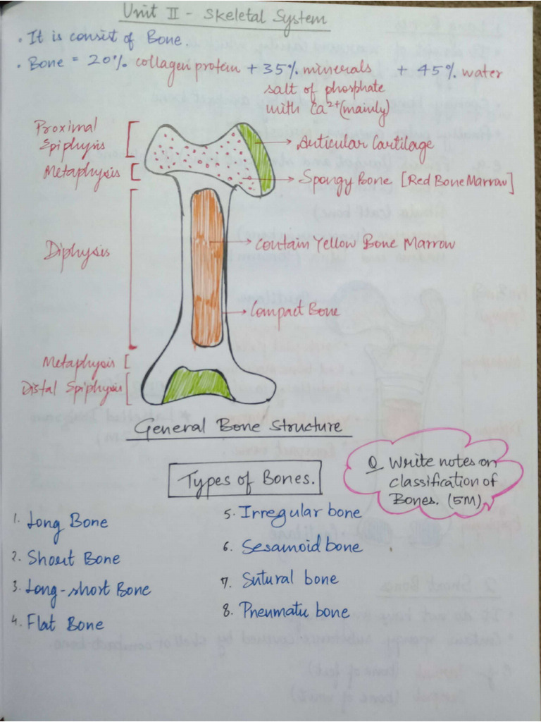 Unit 2 Skeletal System Anatomy | PDF