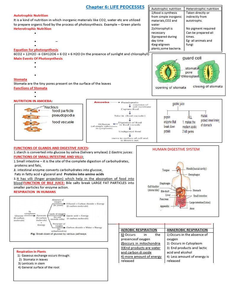 Human Nutrition and Reproduction Overview | PDF | Blood | Nutrition