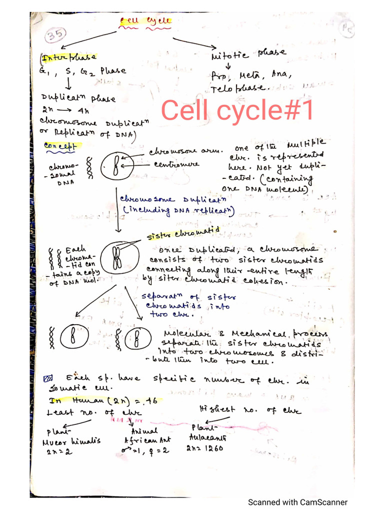 Cell Cycle#1 | PDF