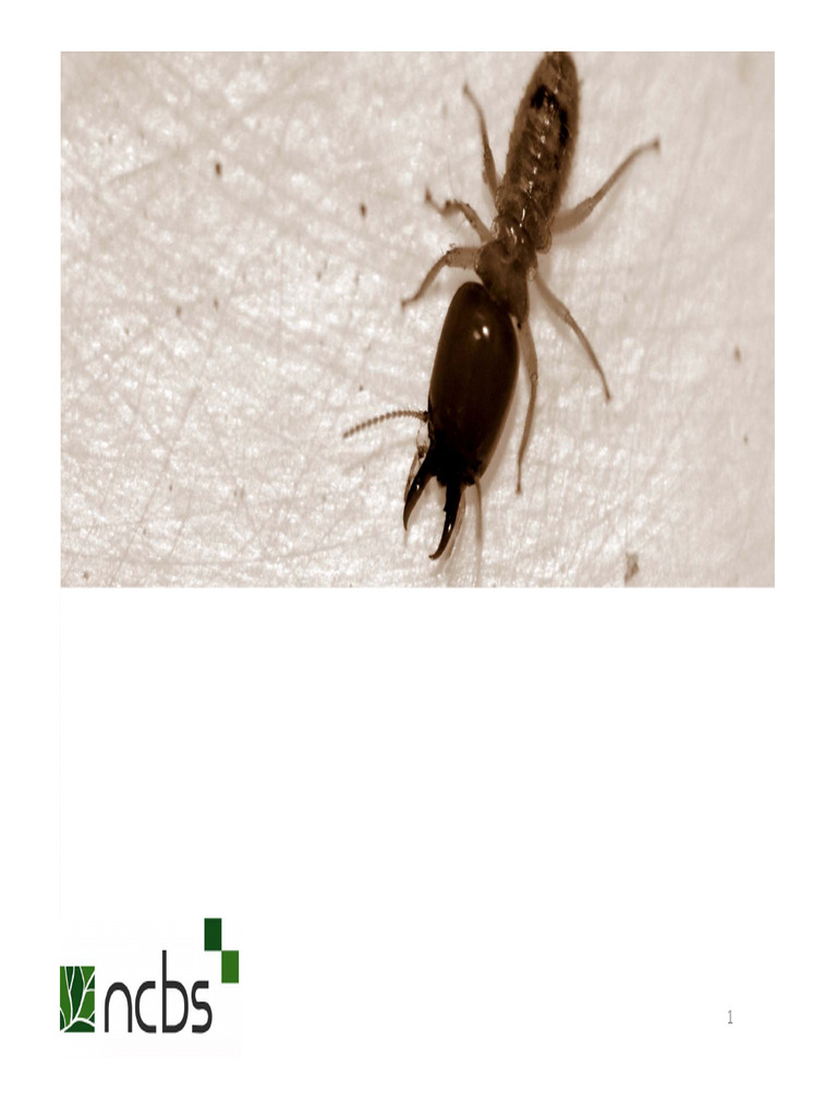 Insects as Architects - How insects engineer their ecosystems | PDF | Nest | Insects