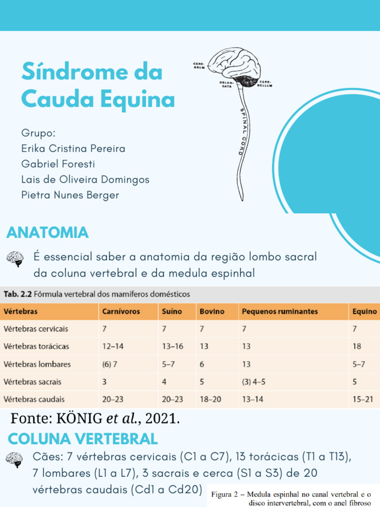 Síndrome da Cauda Equina em Cães | PDF | Medula espinhal | Coluna vertebral