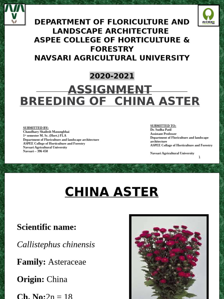 Breeding and Cultivation of China Aster | PDF | Flowers | Pollination