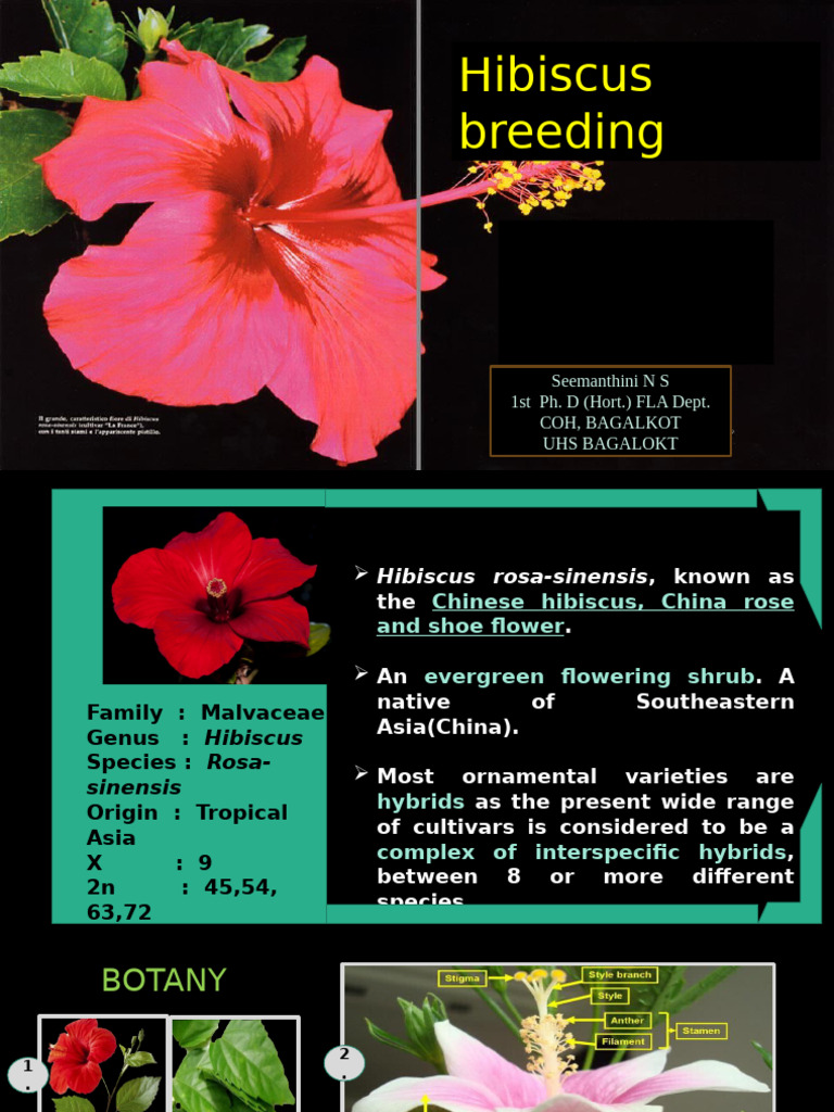 Hibiscus Breeding Techniques and Varieties | PDF | Plant Breeding | Flowers
