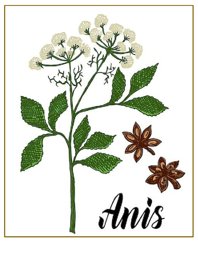 Anis | PDF