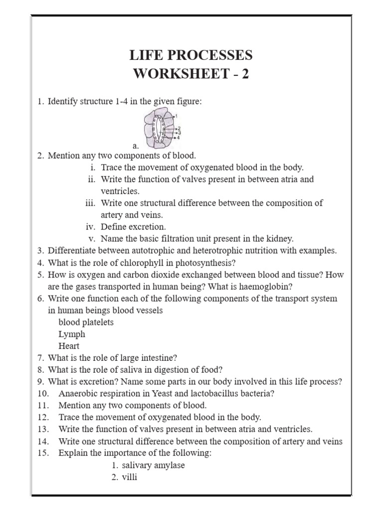 LIFE PROCESSES - WORKSHEET - 2 | PDF | Blood | Stoma