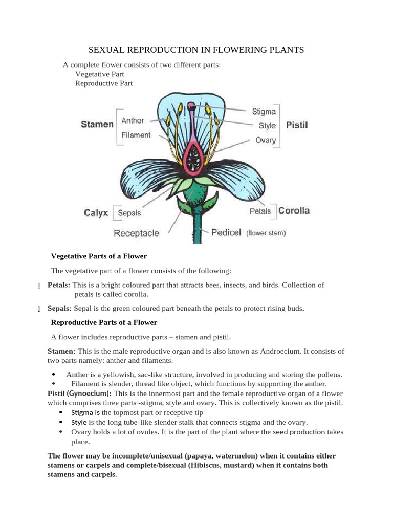 Sexual reproduction in plants(notes) | PDF | Fertilisation | Flowers