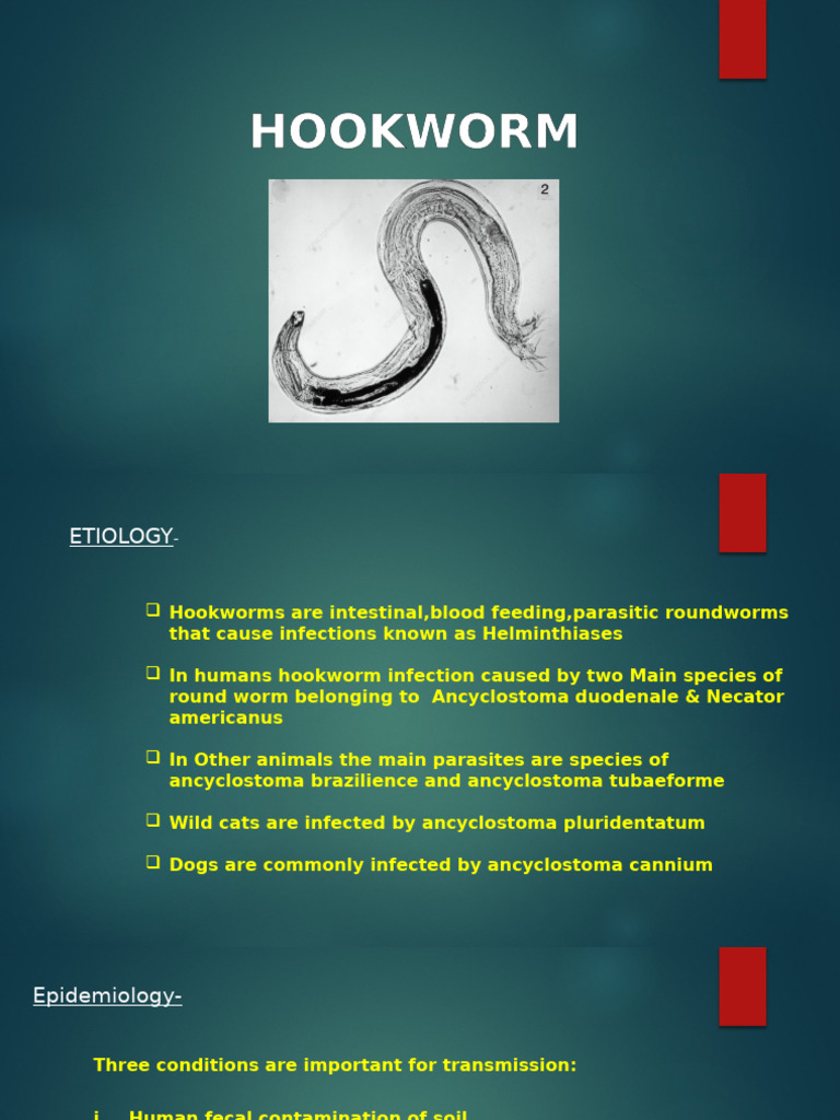 Hookworm | PDF